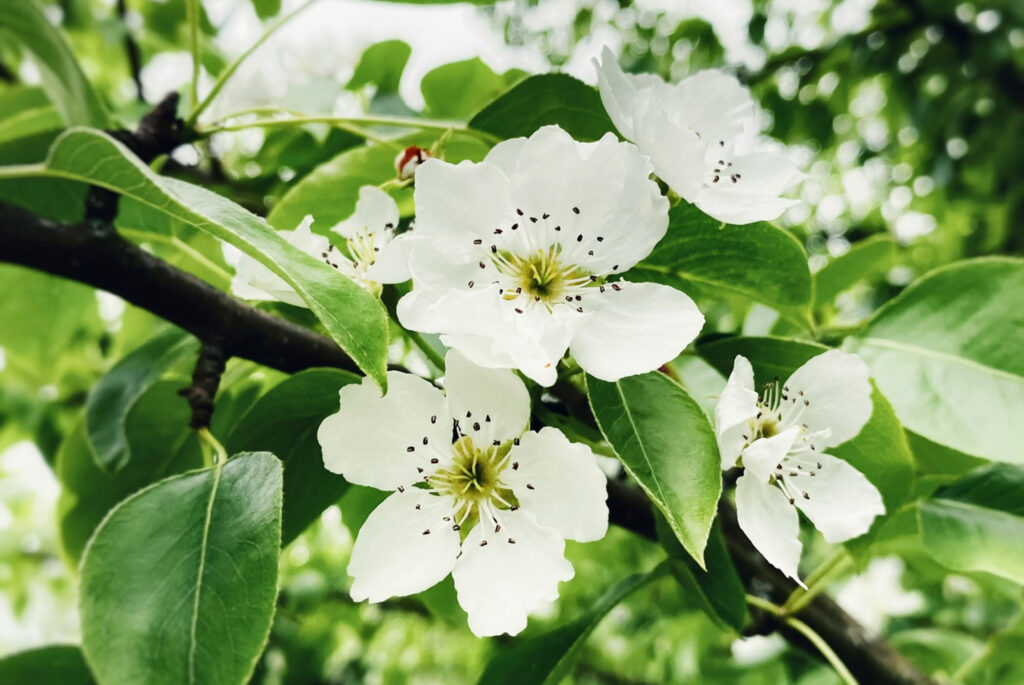 De Parrebeam – Seewyn